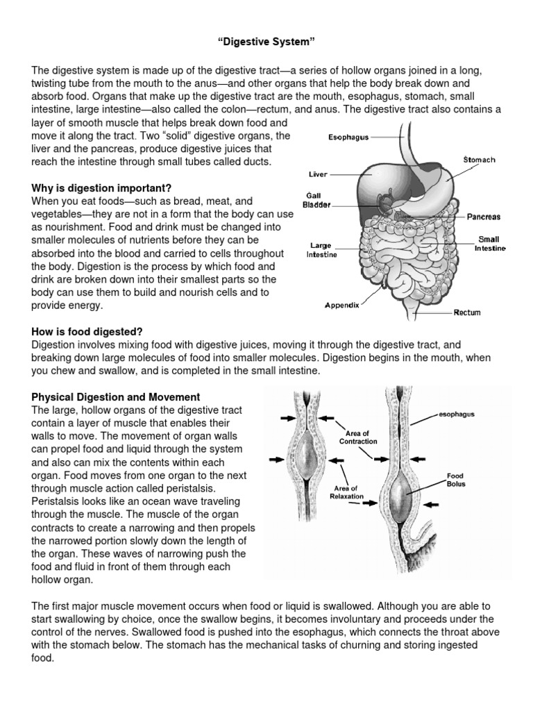 Digestive System Reading | PDF | Digestion | Human Digestive System