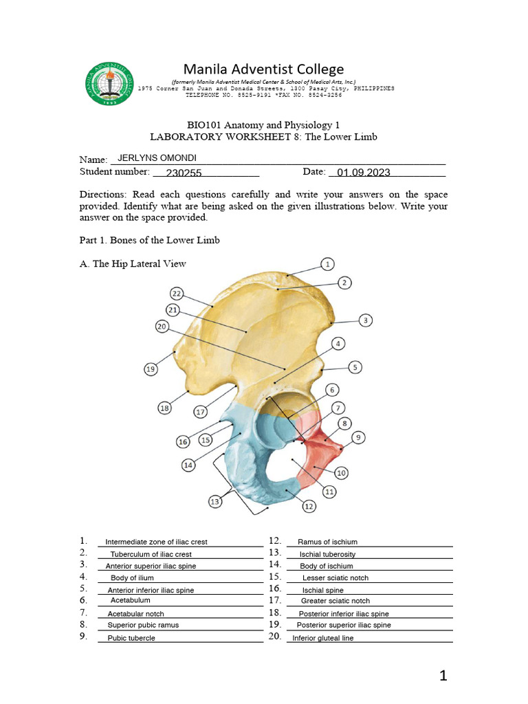 MAC AnaPhy 1 Laboratory Worksheet 8 The Lower Limb | PDF | Human Leg ...