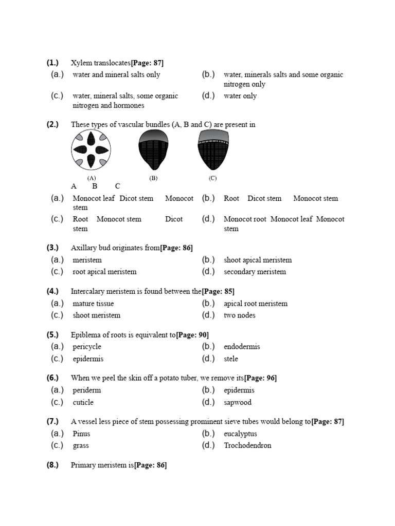Anatomy of Xylem and Vascular Bundles | PDF | Plant Stem | Tissue (Biology)