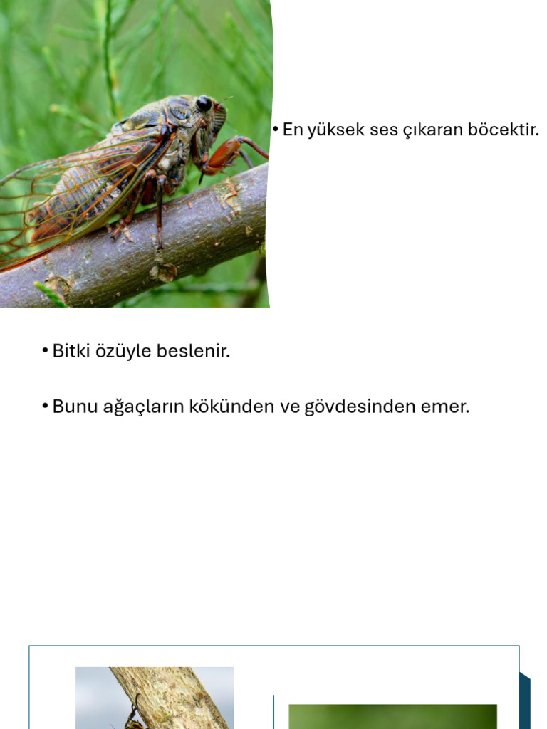 agustos bocegi | PDF