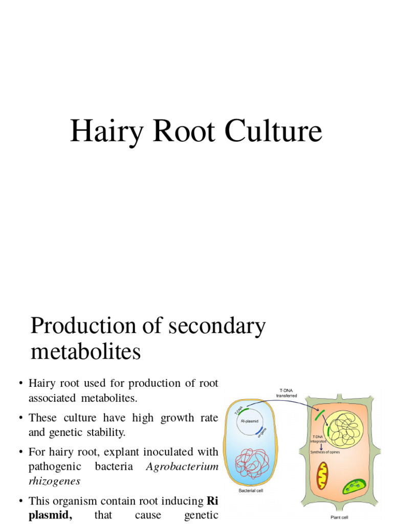 Hairy Root Culture | PDF | Biology | Life Sciences