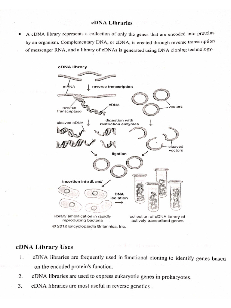 CDNA Libraries | PDF