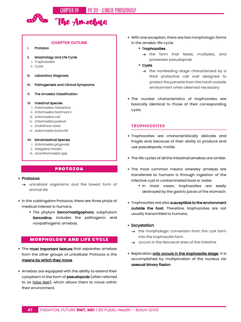 (C-04) The Amoebas | PDF | Biology | Microbiology