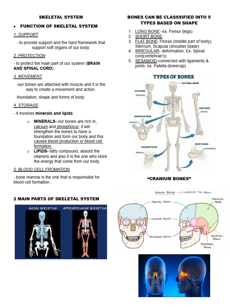 SKELETAL SYSTEM | PDF