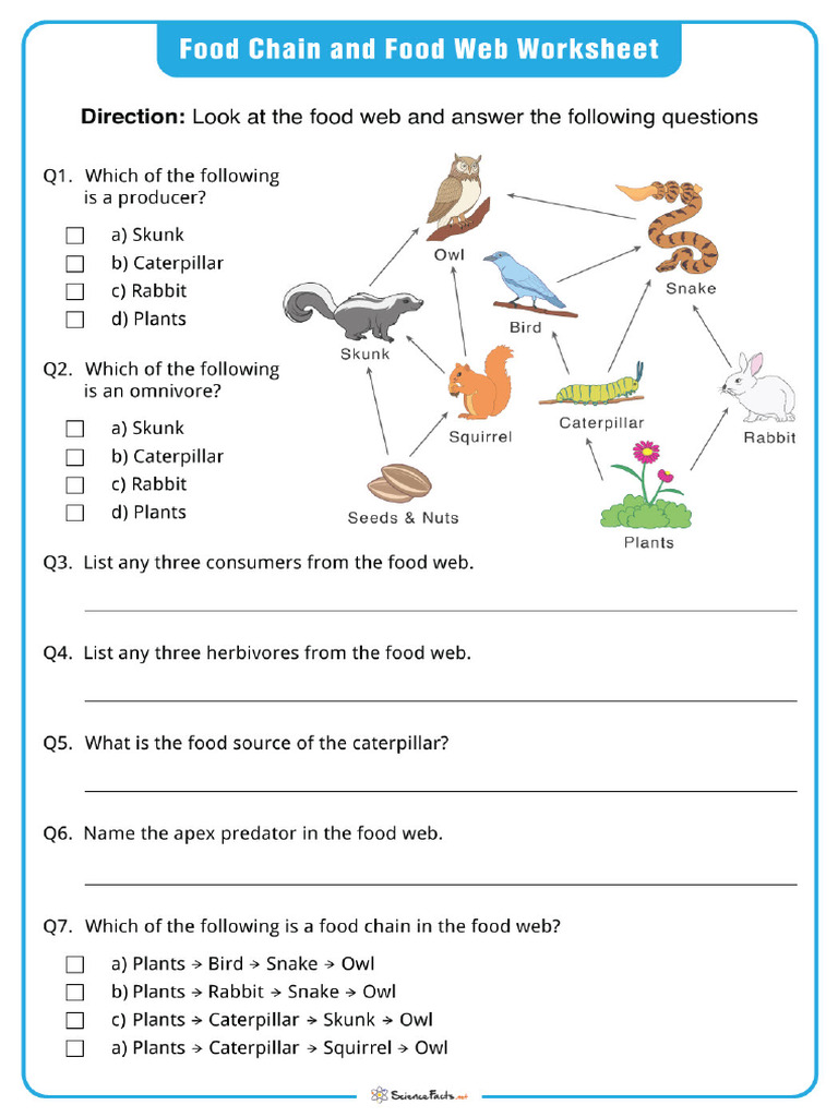 Food Chains and Webs Worksheet | PDF