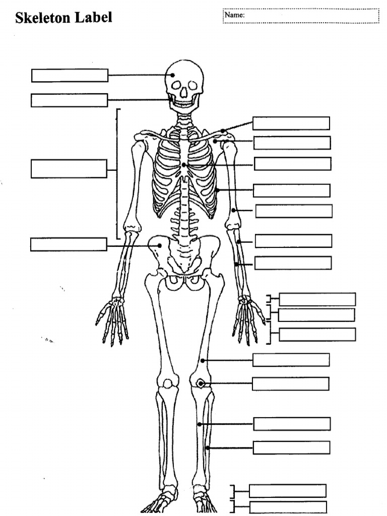 07 Skeleton Labeling Worksheet | PDF