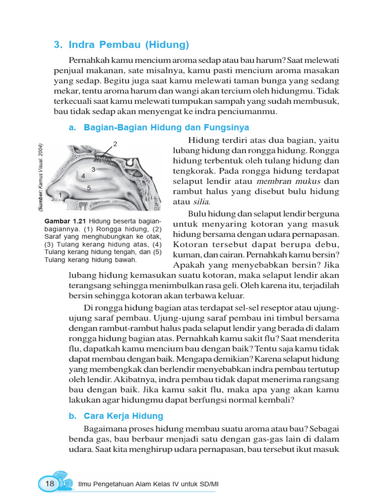 Proses dan Fungsi Indra Pembau Hidung | PDF | Kajian Bahasa Asing