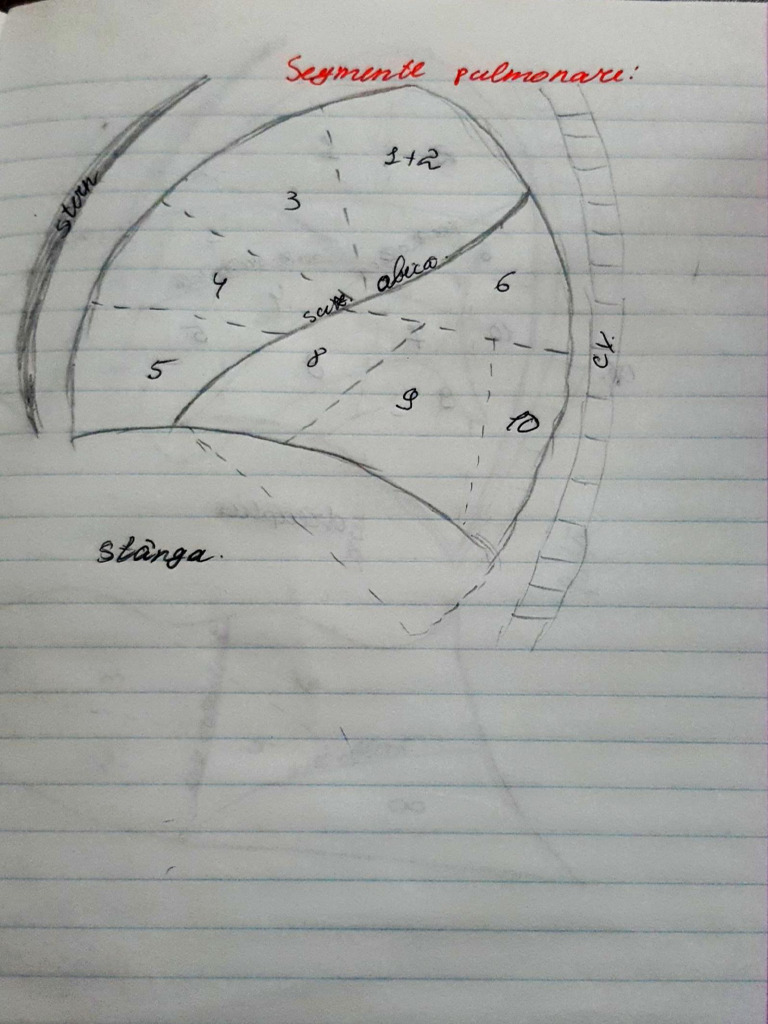 Segmentele Pulmonare | PDF