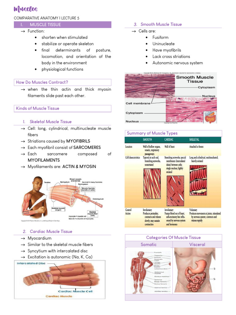 Lec5 Transes | PDF | Muscle | Vertebra