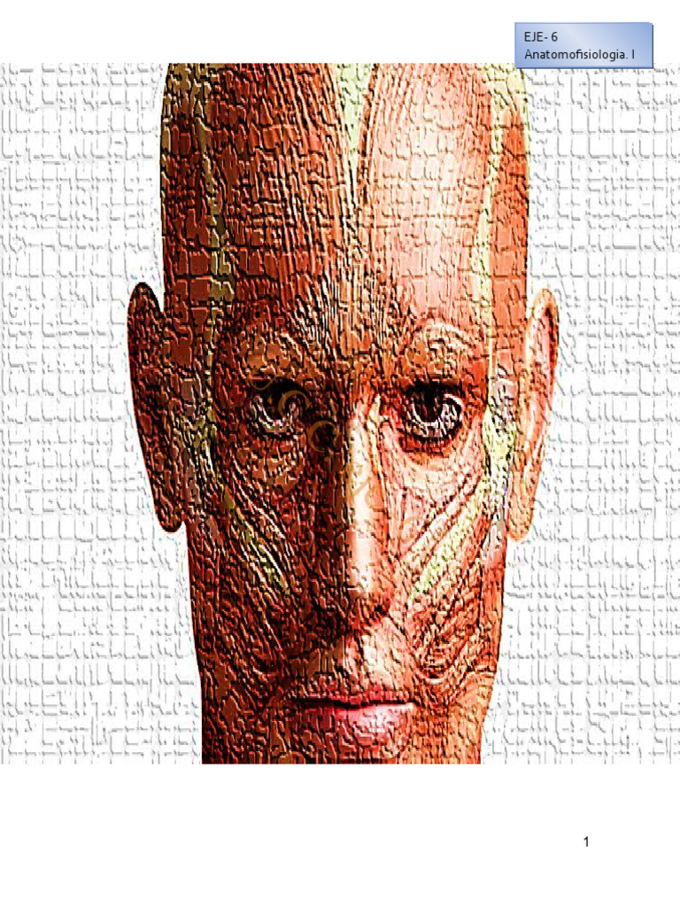 Cabeza Cuello Extremidades 2021 Pdf Cráneo Cabeza Y Cuello Humanos