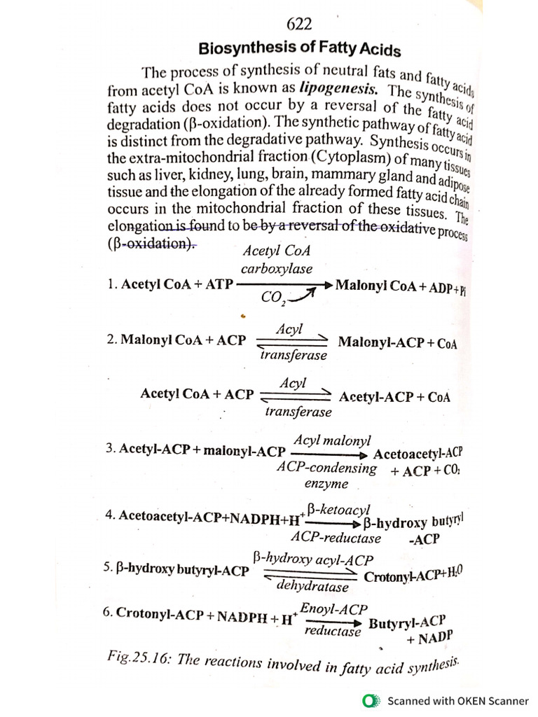biosynthesis of fatty acids | PDF