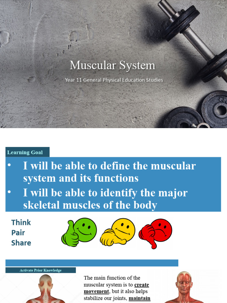 Muscular System | PDF | Muscle | Morphology (Biology)