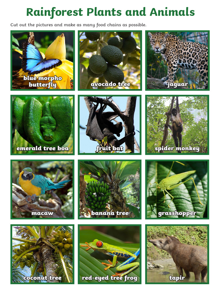 Rainforest Animals and Plants Photograph Sheets | PDF