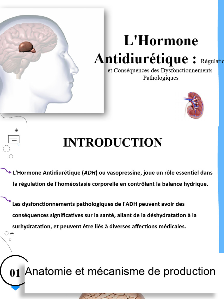 L'Hormone Antidiurétique | PDF | Rein | Hypophyse