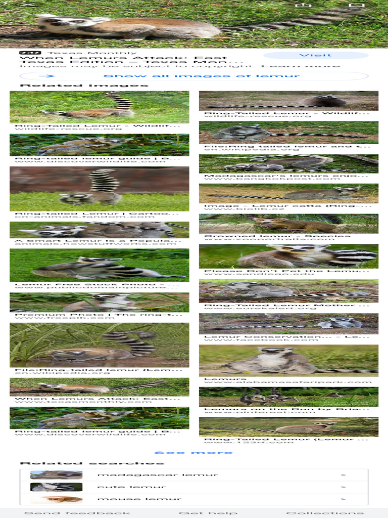 Lemur - Google Search | PDF | Zoology | Mammal Taxonomy