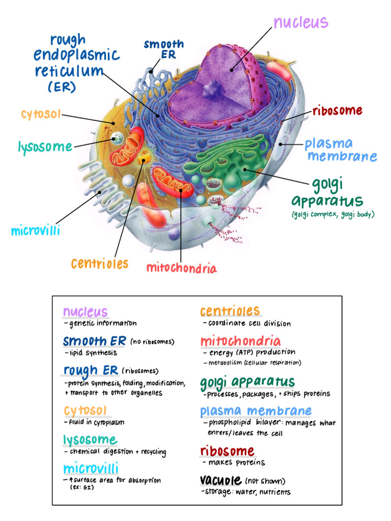 Cell Organelles | PDF
