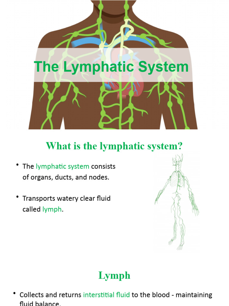 Lymphatic System | PDF