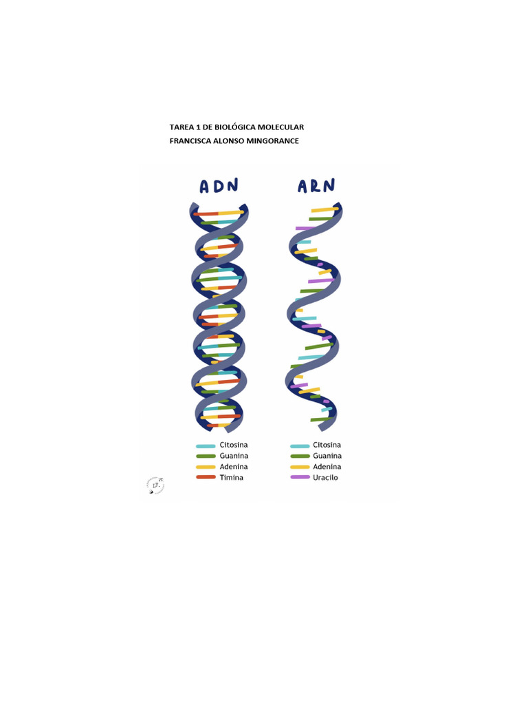 Arn Adn | PDF | Adn | Rna