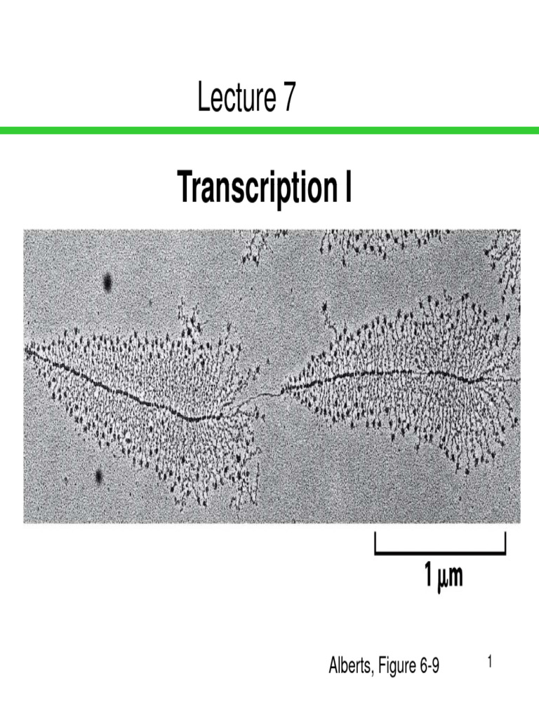 Lec7 1ppt | Download Free PDF | Rna | Promoter (Genetics)