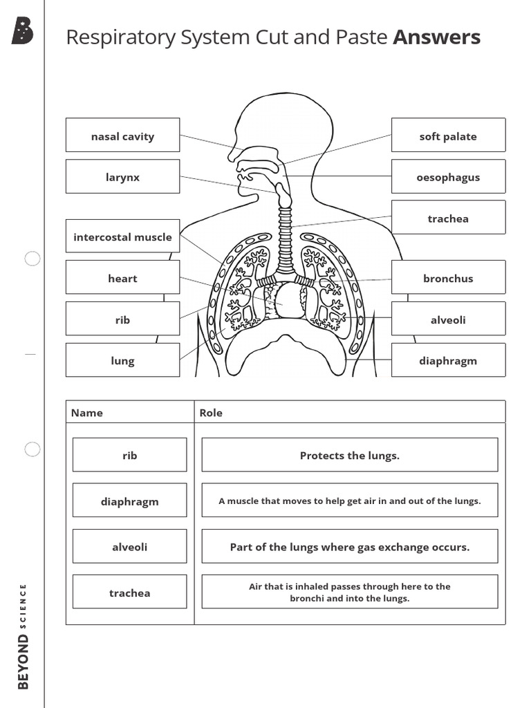 Respiratory System Cut and Paste Answers | PDF