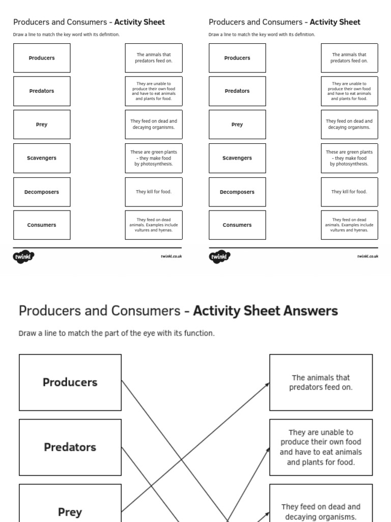 T3 SC 90 Producers and Consumers Match and Draw | PDF | Predation | Foods