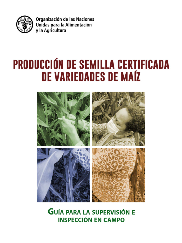 Guía de producción de semillas de maíz | PDF | Maíz | Agricultura