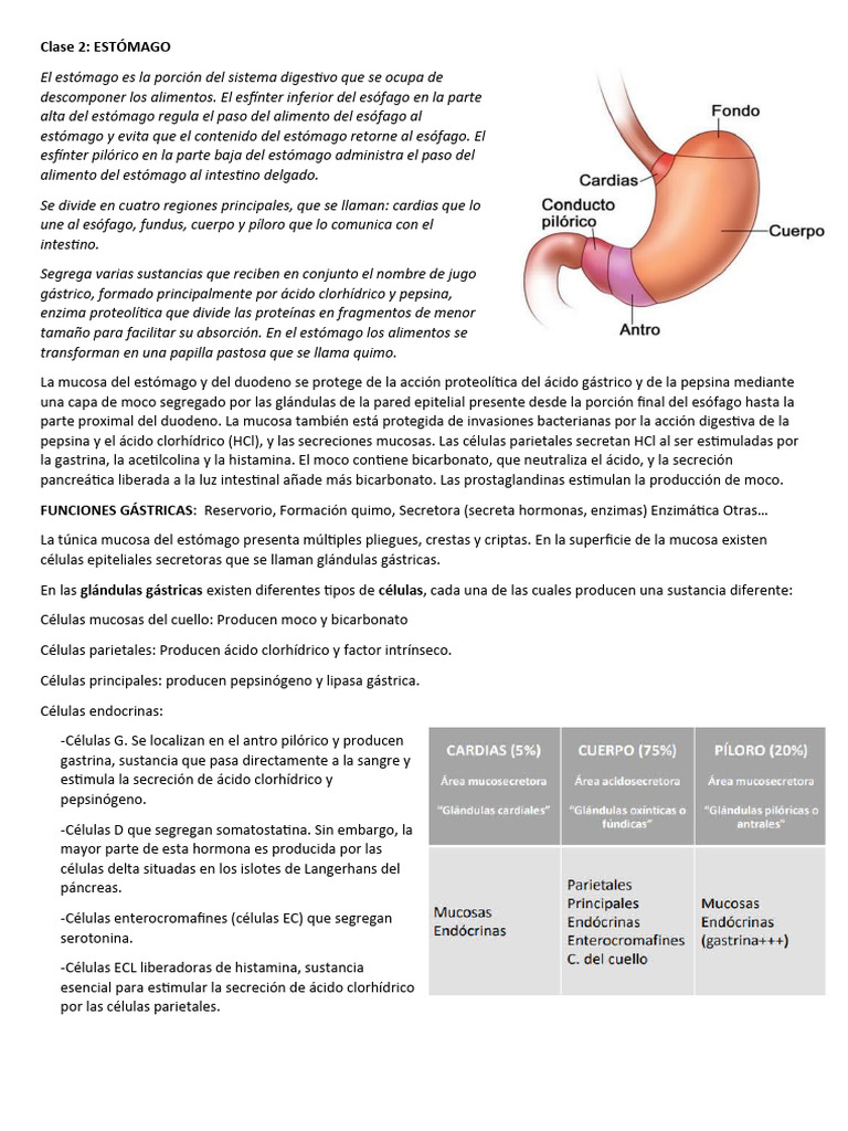 Clase 2 - ESTOMAGO | PDF | Estómago | Gastroenterología