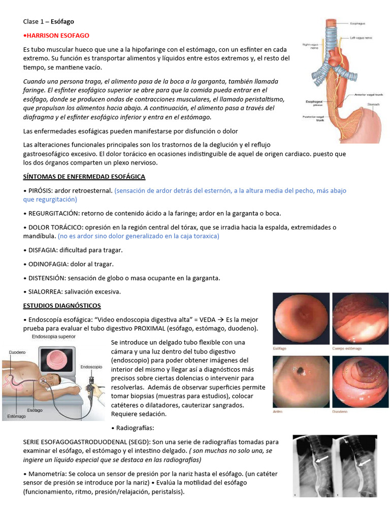 clase 1- ESOFAGO | PDF | Esófago | Estómago