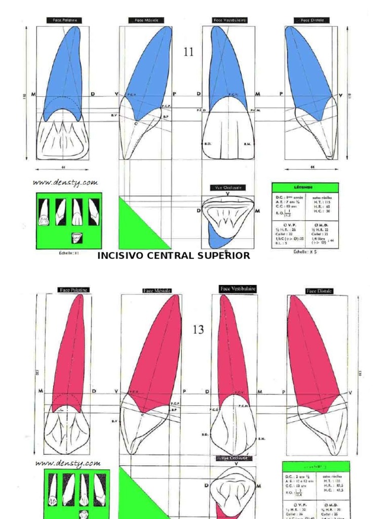 Dibujo Arcada Superior | PDF