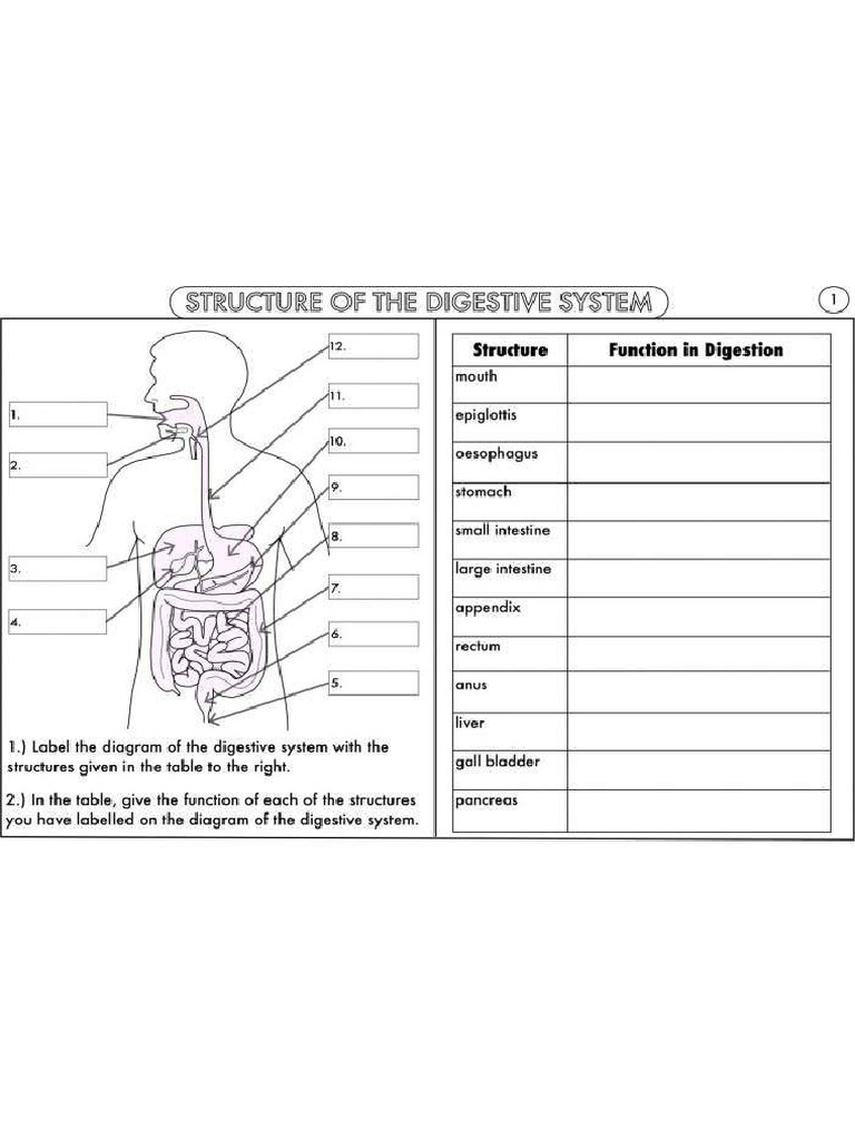 Human Digestive System Diagram Worksheet 0 | PDF