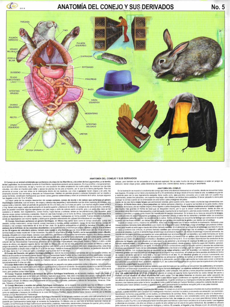 5 Anatomia Del Conejo Y Sus Derivados Pdf