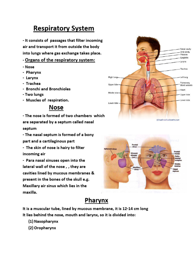 Anatomy of the Respiratory System | PDF | Lung | Respiratory Tract