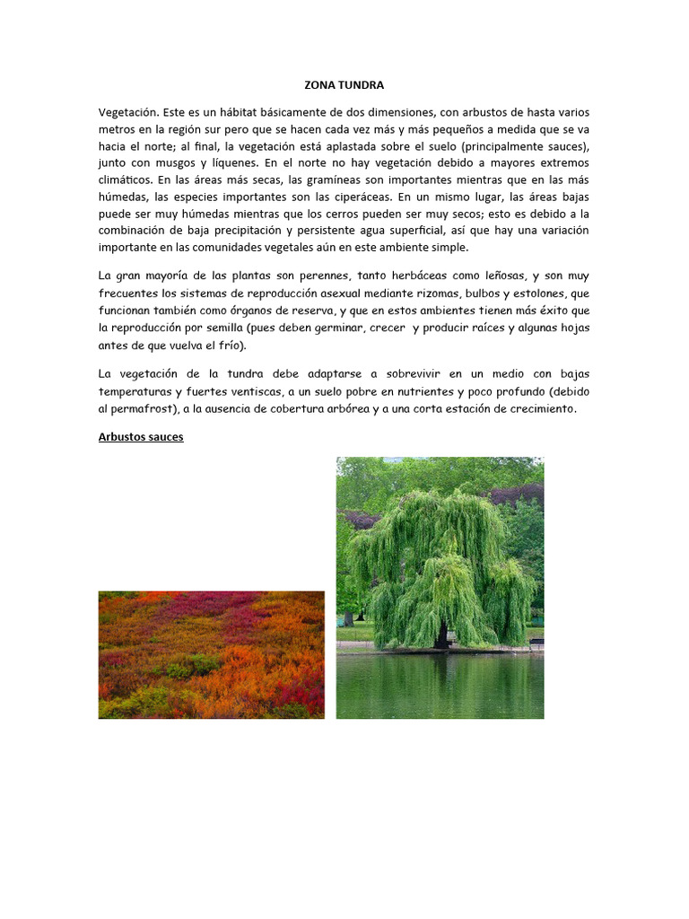Flora y Vegetación de la Tundra | PDF | Hoja | Arboles
