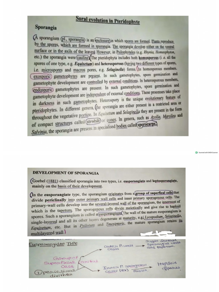 Soral evolution | PDF