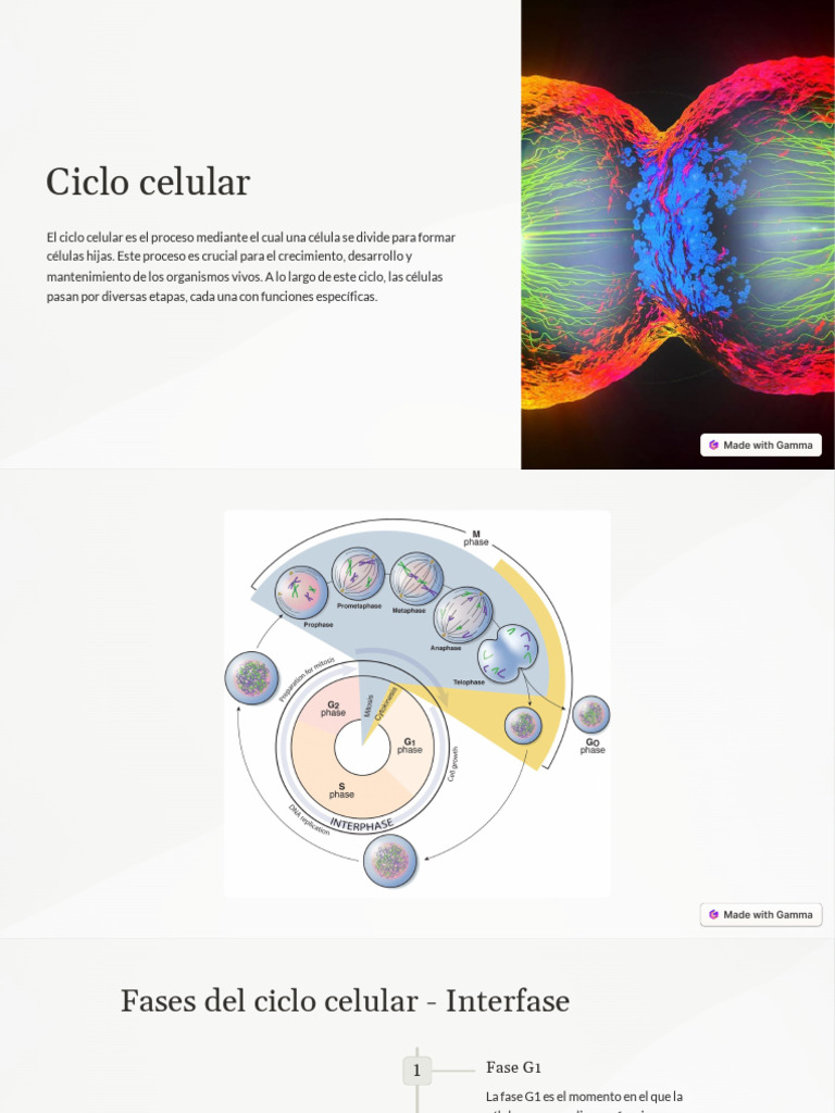 Fases y Regulación del Ciclo Celular | PDF | Mitosis | Ciclo celular