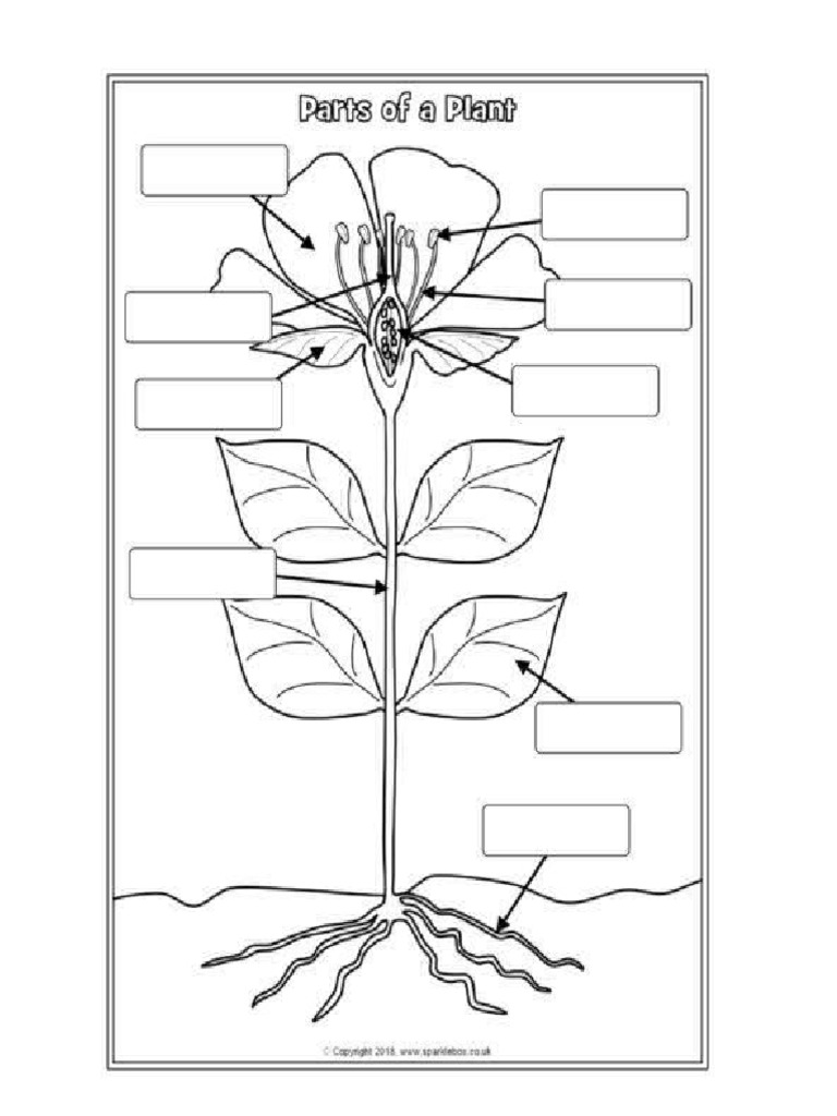 Parts of A Plant Worksheet | PDF
