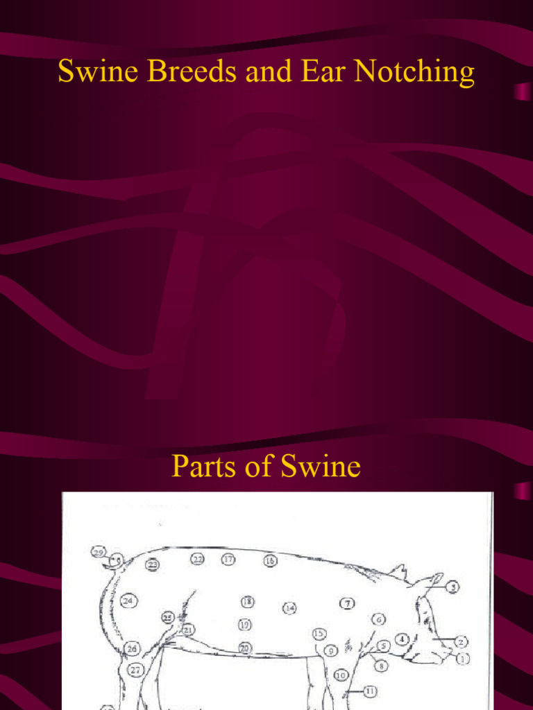 Swine Breeds Pdf