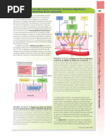 FRUTENZIMA: Usos y Beneficios Clínicos | PDF | Páncreas | Órgano (anatomía)