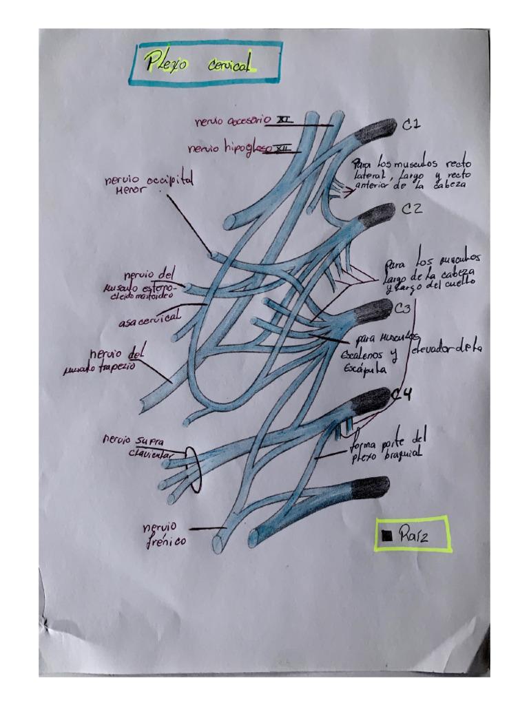 Plexos Nerviosos | PDF