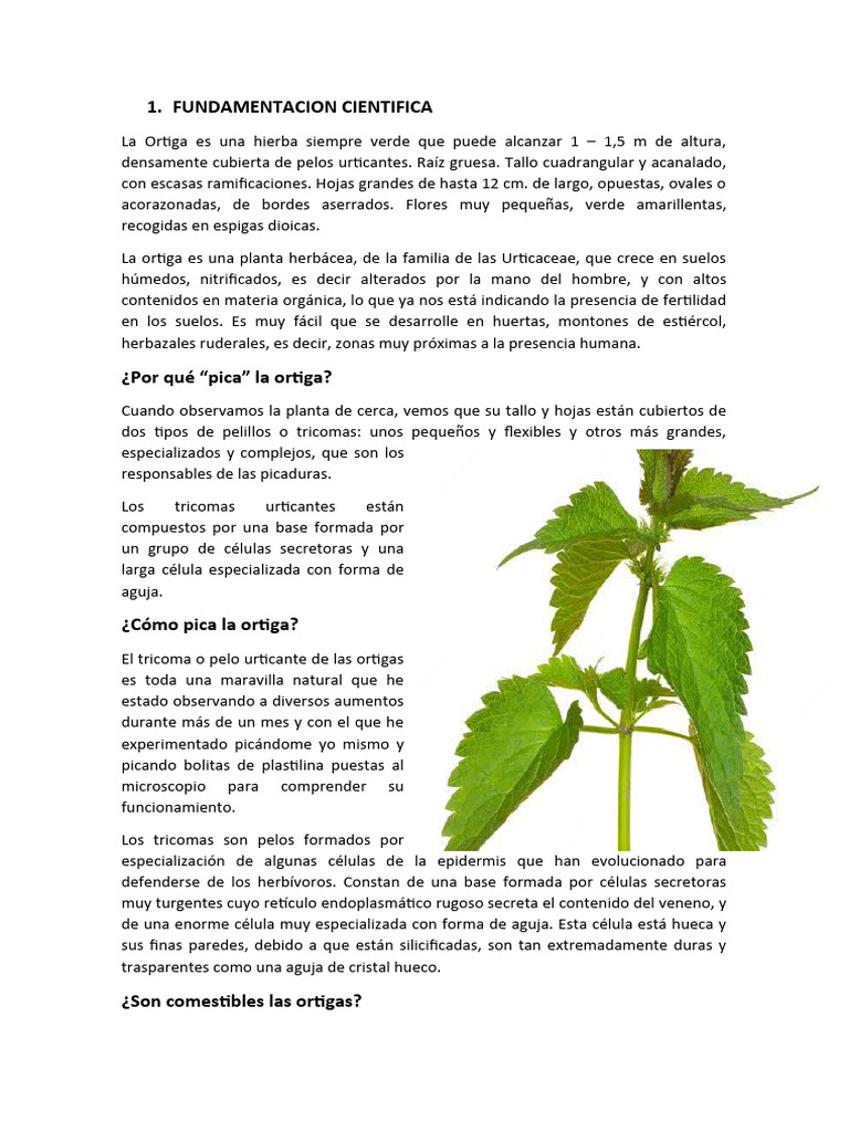 FUNDAMENTACION CIENTIFICA | PDF | Hoja | Plantas FUNDAMENTACION CIENTIFICA | PDF | Hoja | Plantas