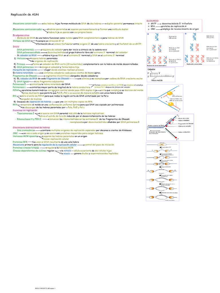 Replicación de ADN | PDF | Replicación De Adn | Adn