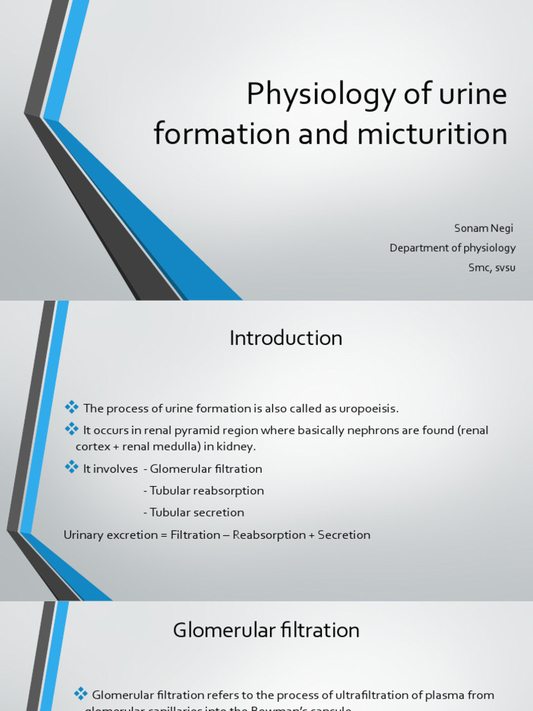 Physiology of Urine Formation and Micturition-1 | PDF | Urination | Human Anatomy