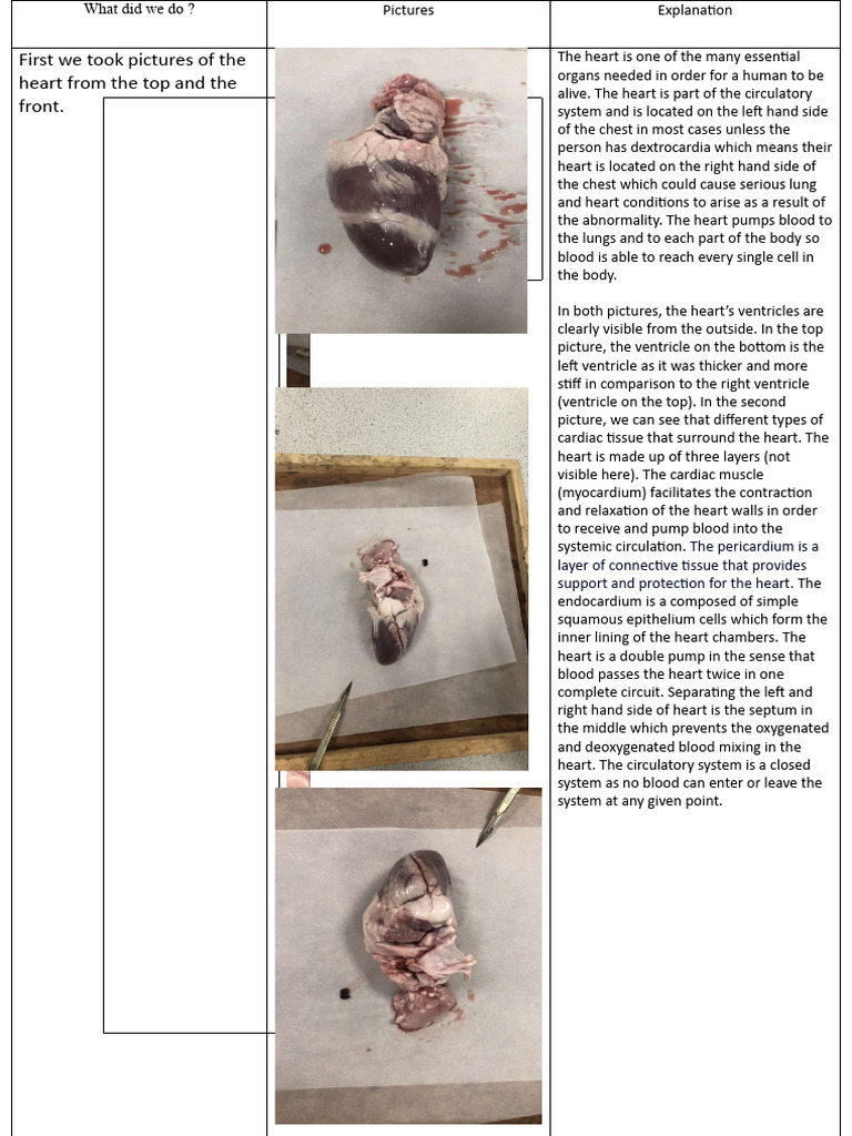 Heart Dissection Report | PDF | Heart | Ventricle (Heart)