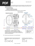 Características da Linha Equatorial Dental | PDF | Dente humano | Anatomia
