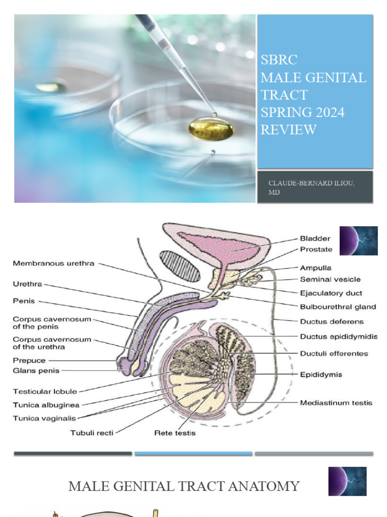 SBRC Male Genital Tract 1 | PDF | Testicle | Medical Specialties