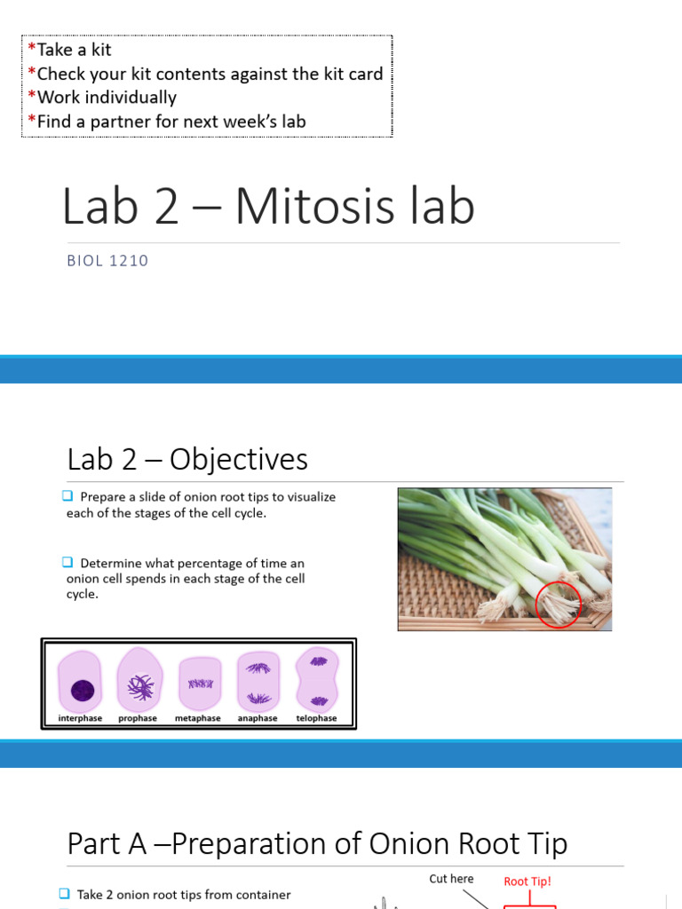 Mitosis Observation in Onion Cells | PDF | Cell Nucleus | Chromosome