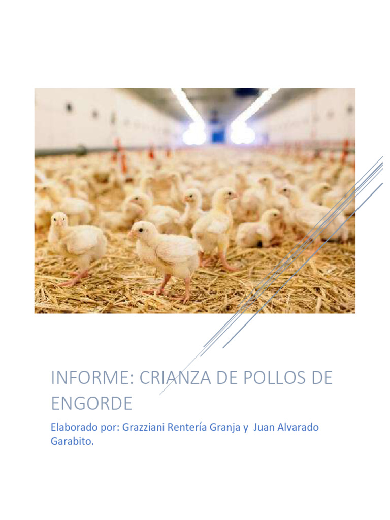 CRIANZA DE POLLOS | PDF | Granjas | Aves