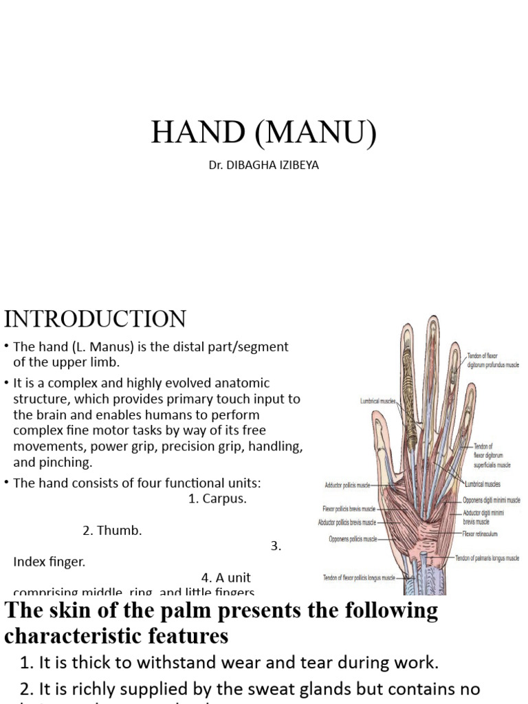 Hand (Manu) [Autosaved] | PDF | Hand | Thumb