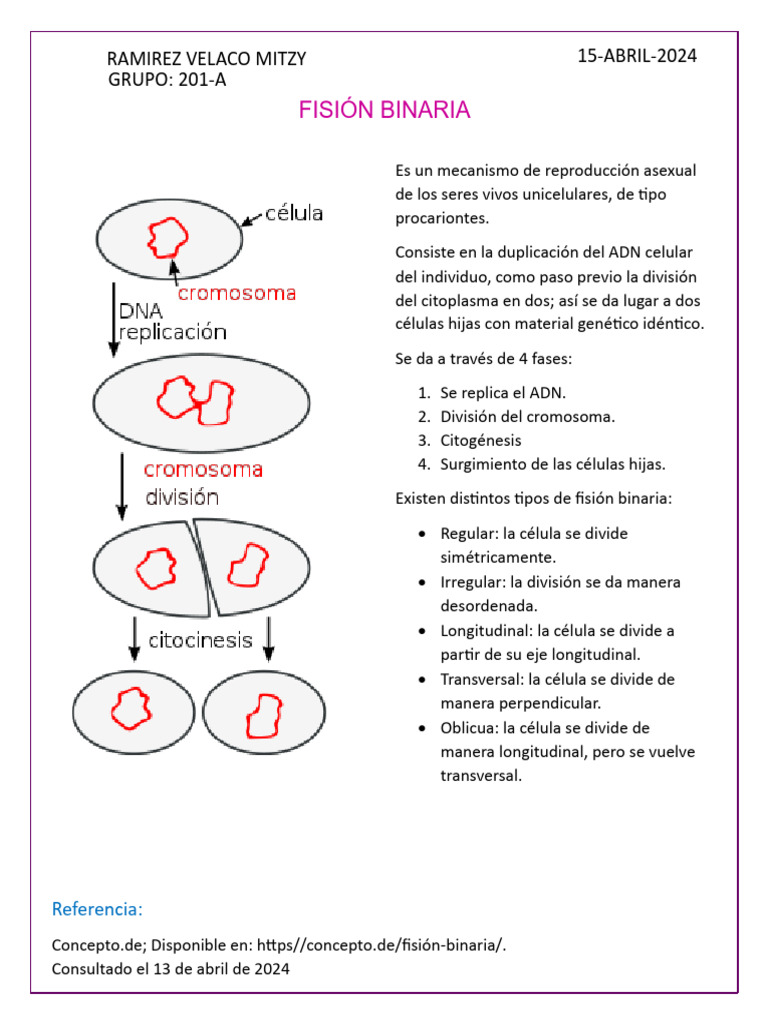 Fisión Binaria: Reproducción Asexual | PDF | Biología Celular ...
