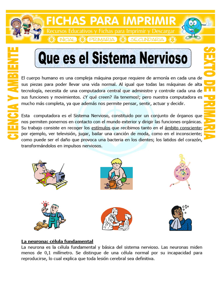 Ficha Que Es El Sistema Nervioso para Sexto de Primaria | Descargar gratis PDF | Cerebro ...